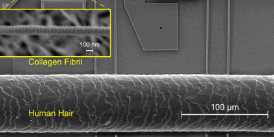 Collagen nanofibrils in mammalian tissues get stronger with exercise ...